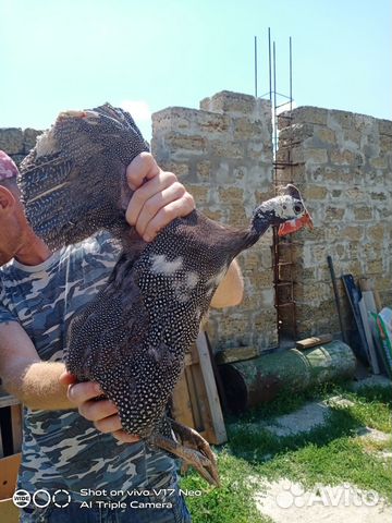 Продам Цесарок