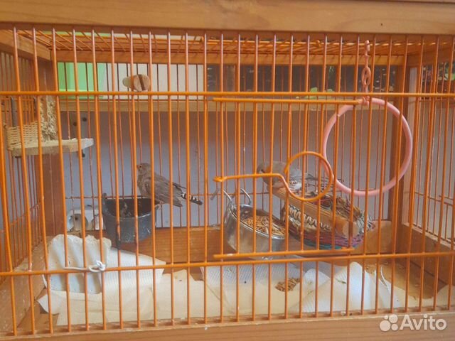 Пара амадинов с клеткой