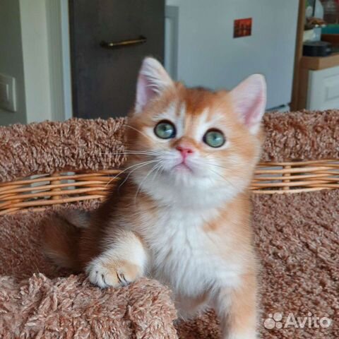 Британская золотая шиншилла