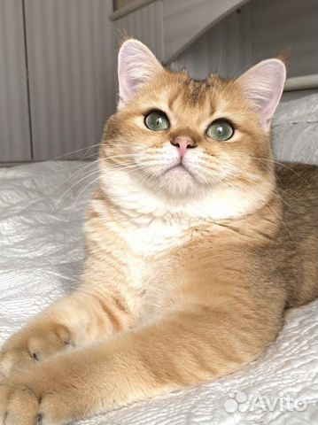 Золотая британская шиншилла кот вязка