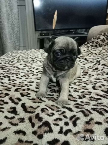 Щенки мопса