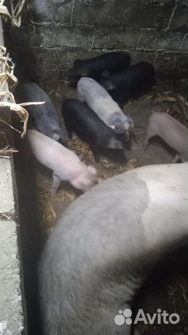 Поросята дюрок