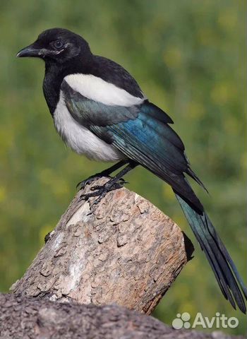 Птенец сороки