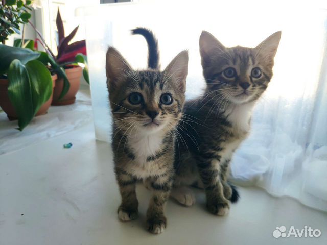 Котята в добрые руки. Помогите найти семью