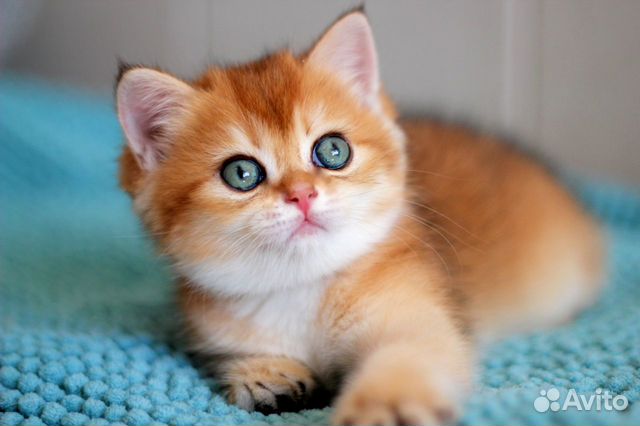 Британская золотая шиншилла Констанция ny11