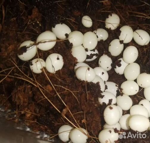 Улитята ахатина фулика