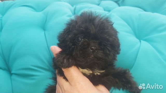 Мальтипу f1 mini