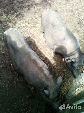 Свиноматки,пару недель до срока