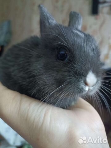 Декоративные кролики