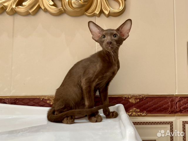 Ориентальный шоколадный Симон