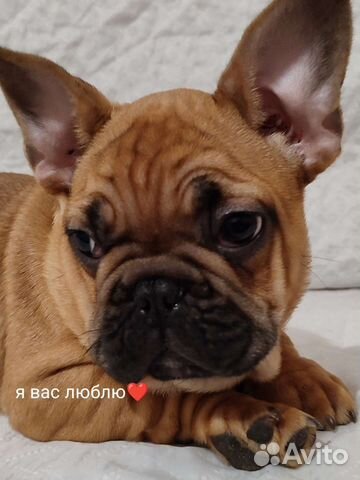 Бутуз настоящий французский бульдог