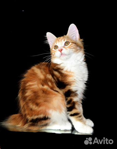 Котенок -Рысенок