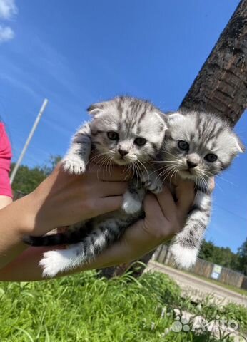 Шотландская вислоухая