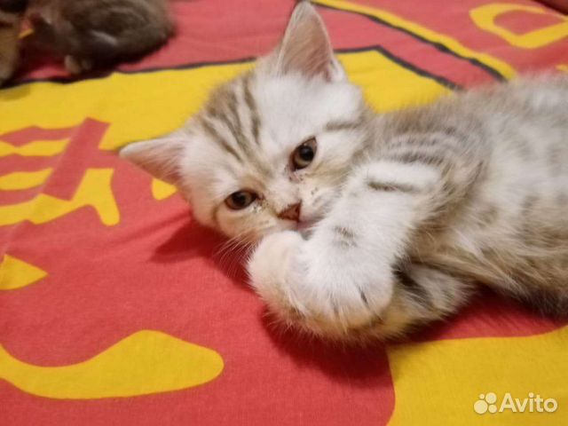 Котята шотландцы