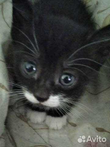 Котята в добрые руки бесплатно