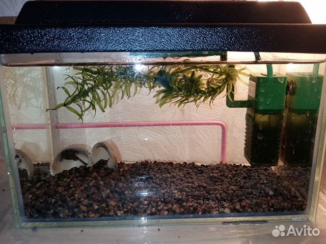 Аквариум с обитателями