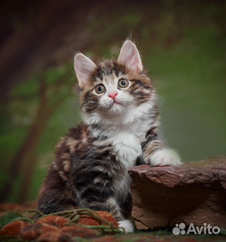 Клубные котята курильского бобтейл