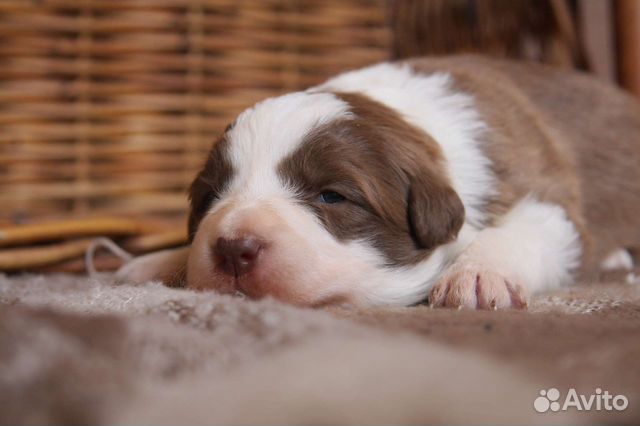 Щенки бордер колли