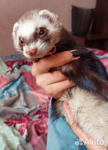 Хорек с клеткой