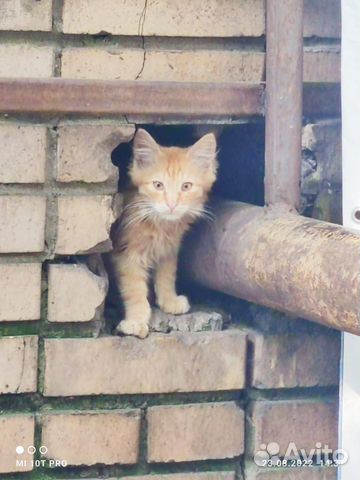 Котенок рыжий