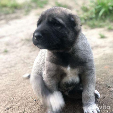 Турецкий кангал