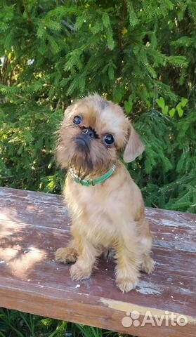 Брюссельский гриффон