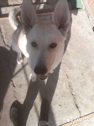 Метис хаски