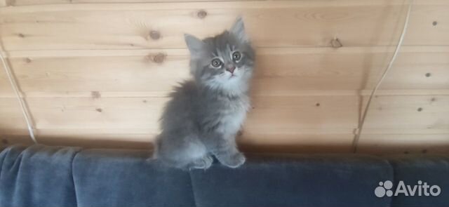 Котёнок курильского бобтейла