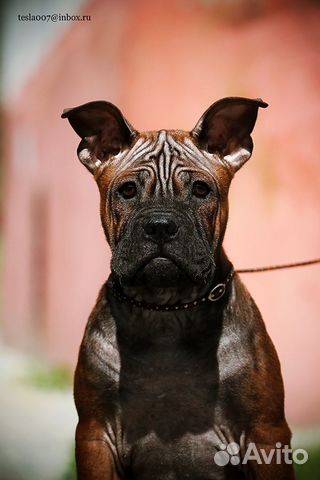 Щенки Китайского Чунцина