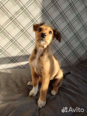 Анфиса в дар