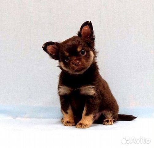 Девочка, дитя любви