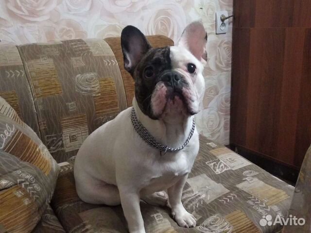 Французский бульдог кабель вязка