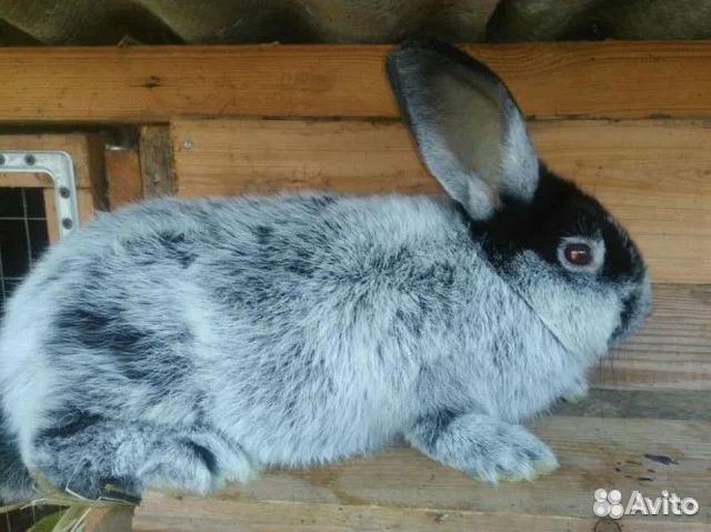 Чистокровные кролики