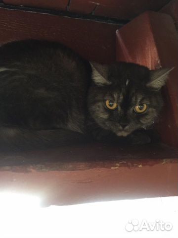 Найдена кошка