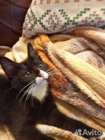 Котята