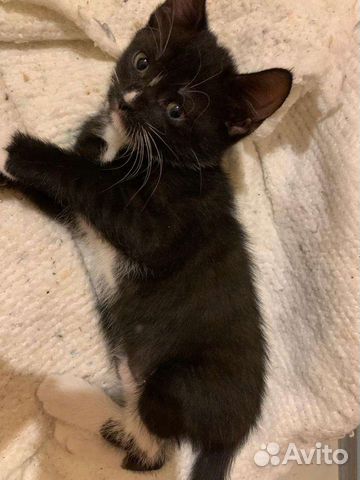 Котик Шустрик, 1,5 месяца в дар