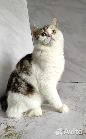 Шотландский короткошерстный котик
