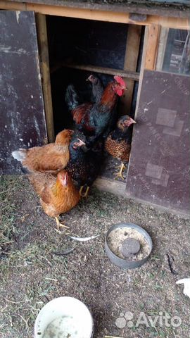 Молодые куры несушки