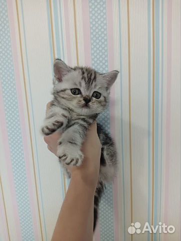 Британские котята