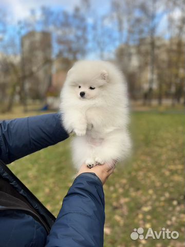 Померанский шпиц, девочка осветленного окраса