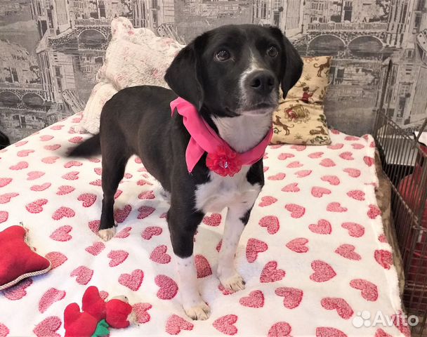 Красотка, умняшка Ютта в добрые руки