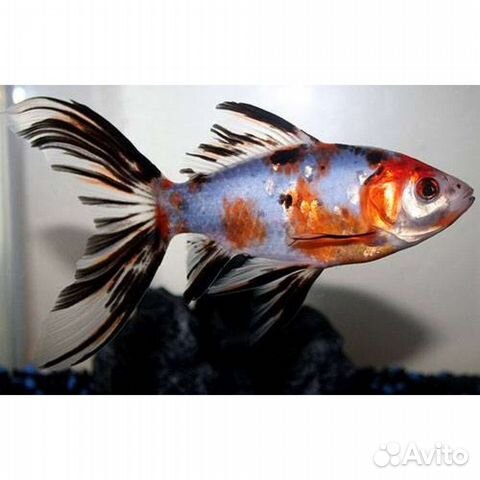 Золотые рыбки Каметы "шубунки"