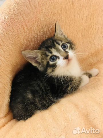 Котенок в добрые руки