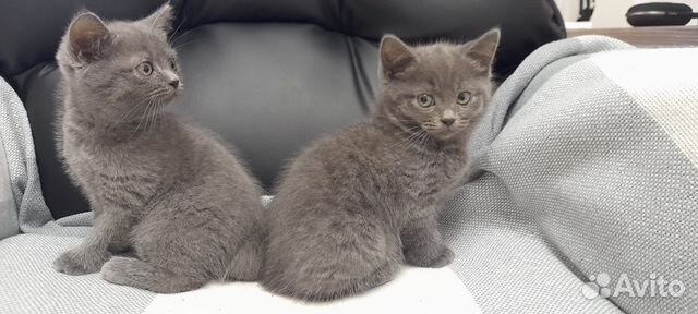 Британская