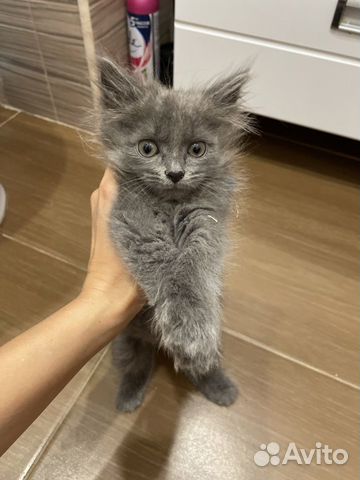 Пушистое серое облачко в семью