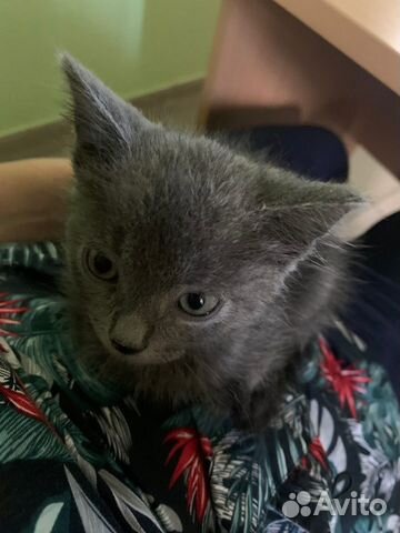 Котята в добрые руки бесплатно