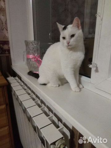 Лиза стала не угодной. Нужен новый дом