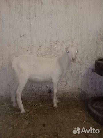 Козленок ломанча