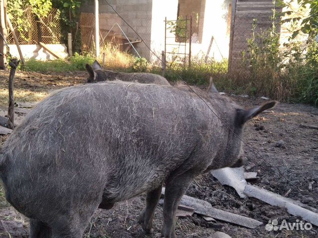 Кабан и свинка