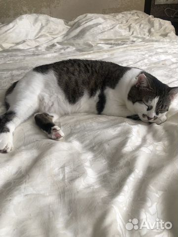 Кошки Нюша в добрые руки